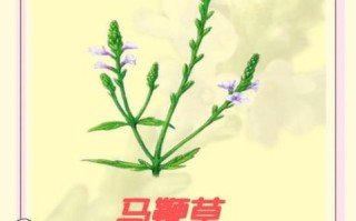 马鞭草治什么病_马鞭草的功效与作用