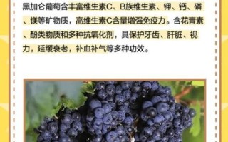 黑加仑是葡萄吗_黑加仑和葡萄的区别