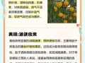 黄桃的功效与作用禁忌_孕妇能吃吗