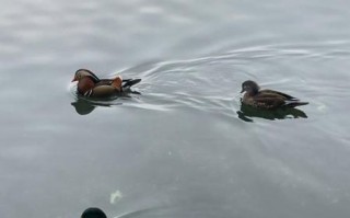 野鸭是几级保护动物_野鸭能养吗