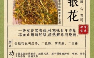 金银花有什么功效_金银花主治哪些病