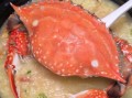 海鲜粥用什么螃蟹最好_螃蟹品种怎么选
