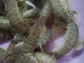皮皮虾怎么清洗干净_皮皮虾清洗技巧