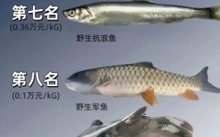 淡水鱼价格排名_哪种淡水鱼最贵