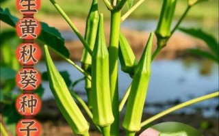 黄秋葵一亩地能产多少斤_黄秋葵种植技术详解