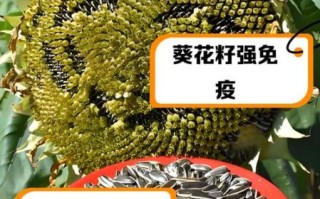 女人吃葵花籽的好处_女人吃葵花籽能减肥吗 女人吃葵花籽的好处_女人吃葵花籽能减肥吗