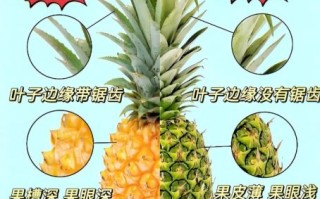 菠萝和凤梨是同一种水果吗_区别在哪里