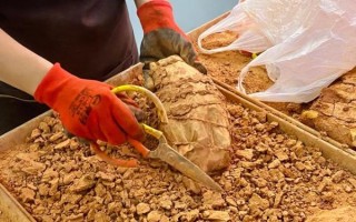 82年叫花鸡配方_正宗做法怎么做