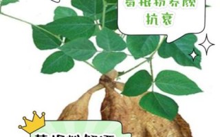 长期吃葛根粉的好处_葛根粉能天天吃吗