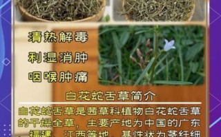 白花蛇舌草的功效与作用_白花蛇舌草禁忌有哪些