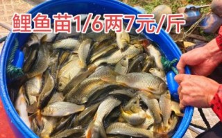 鱼苗怎么养_鱼苗吃什么长得快