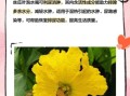 丝瓜叶的功效与作用有哪些_丝瓜叶能直接泡水喝吗