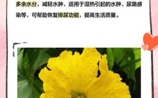 丝瓜叶的功效与作用有哪些_丝瓜叶能直接泡水喝吗