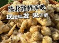 鬼子姜学名叫什么_鬼子姜和洋姜区别