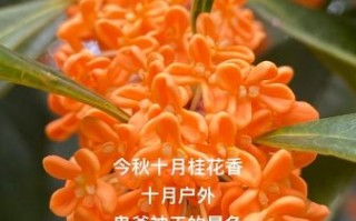 金桂飘香是什么意思_金桂飘香形容什么季节