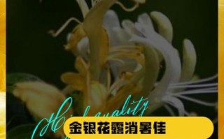 金银花露小说讲了什么_金银花露小说好看吗