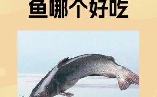 白鮰鱼和黑鮰鱼哪个贵_价格差异原因