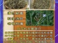 白花蛇舌草的功效与作用_白花蛇舌草的禁忌