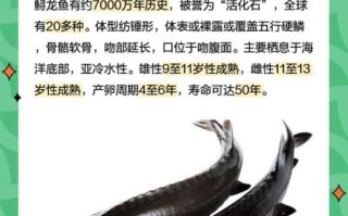 鲟鱼吃什么饲料_鲟鱼饲料怎么选