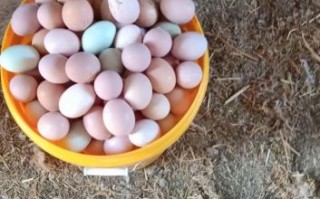 正宗土鸡蛋多少钱一个_土鸡蛋价格行情