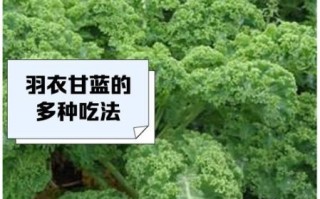 羽衣甘蓝功效与禁忌_羽衣甘蓝什么人不能吃
