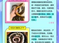 黄鳗鱼是什么鱼_黄鳗鱼有毒吗