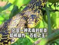 菜花蛇有几种颜色_菜花蛇颜色变异原因