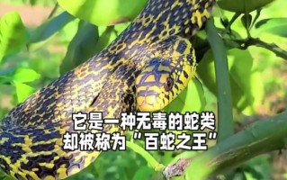 菜花蛇有几种颜色_菜花蛇颜色变异原因