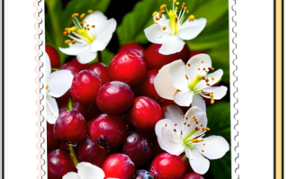 蔓越莓是什么颜色_蔓越莓颜色变化原因