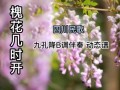 槐花几时开歌曲背景_四川民歌情感解析