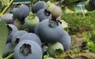 蓝莓视频app下载_蓝莓视频app安全吗