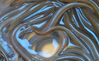 黄鳝鱼吃什么食物_黄鳝鱼最爱吃什么