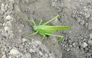 蚱蜢图片怎么拍_蚱蜢高清图哪里找