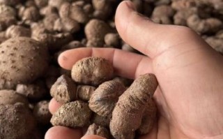 魔芋果实长什么样_魔芋果实图片大全大图