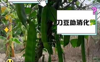 刀豆的功效与作用_刀豆怎么吃才有效