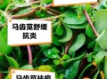 马齿苋敷脸过敏怎么办_马齿苋敷脸越敷越厉害原因
