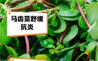 马齿苋敷脸过敏怎么办_马齿苋敷脸越敷越厉害原因
