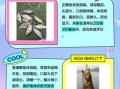 鳜鱼和桂鱼一样吗_鳜鱼桂鱼区别