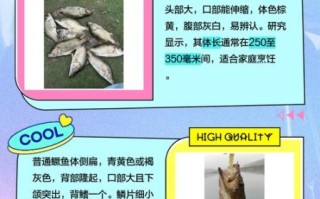 鳜鱼和桂鱼一样吗_鳜鱼桂鱼区别