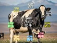 奶牛怎么读_奶牛拼音声调