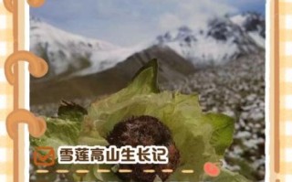 野生雪莲花长什么样_野生雪莲花图片真假辨别