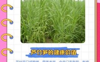 芦笋植萃骗局是真的吗_如何辨别真假