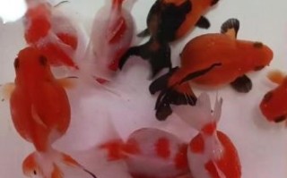 珍珠鱼图片_珍珠鱼长什么样