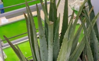 芦荟可以治皮肤病吗_芦荟治疗皮肤病效果怎么样