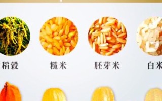 糙米怎么读_糙米和大米区别