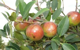 种植油茶风险有哪些_如何避免