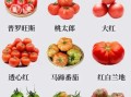 西红柿怎么挑选_西红柿生吃还是熟吃