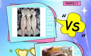 墨鱼和鱿鱼哪个好吃_口感营养对比