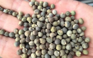 黄秋葵种子多少钱一斤_黄秋葵种子批发价格表