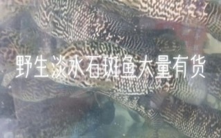 野生淡水石斑鱼多少钱一斤_哪里能买到正宗货